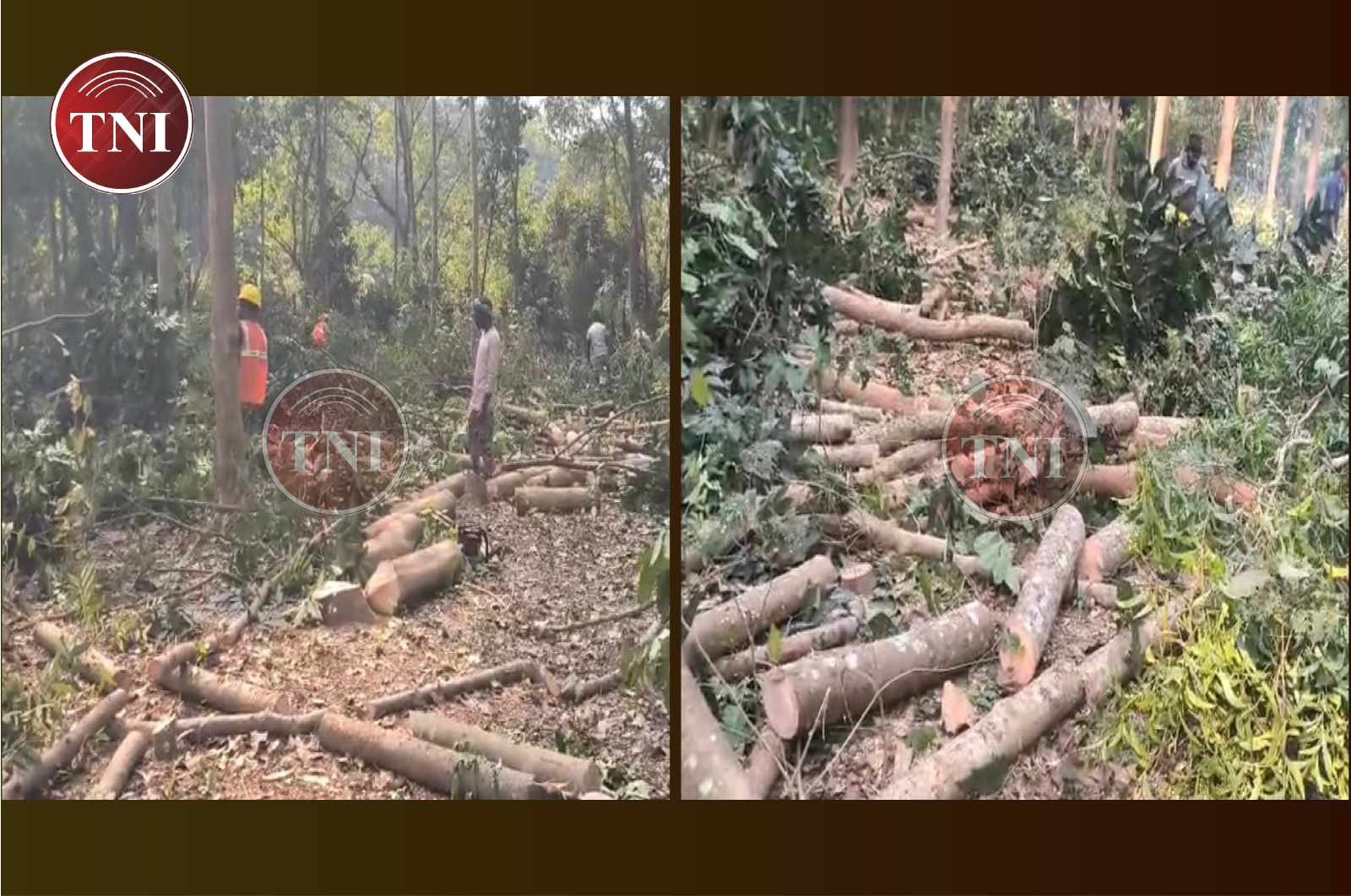 Tree Felling for Proposed Bus Stand Triggers Environmental Concerns in ...